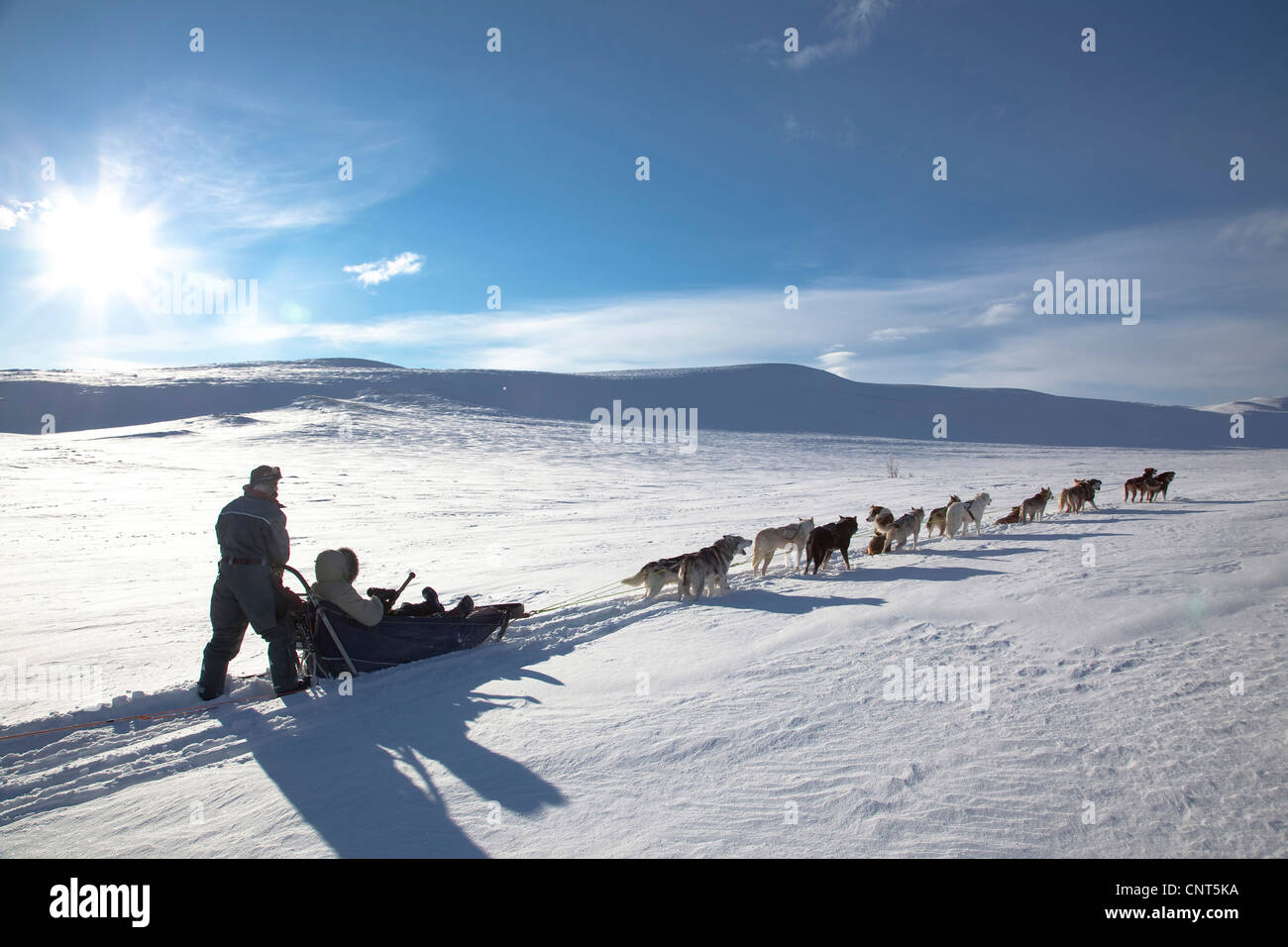 Sled with 14 dogs in snow landscape in backlit hi-res stock photography ...