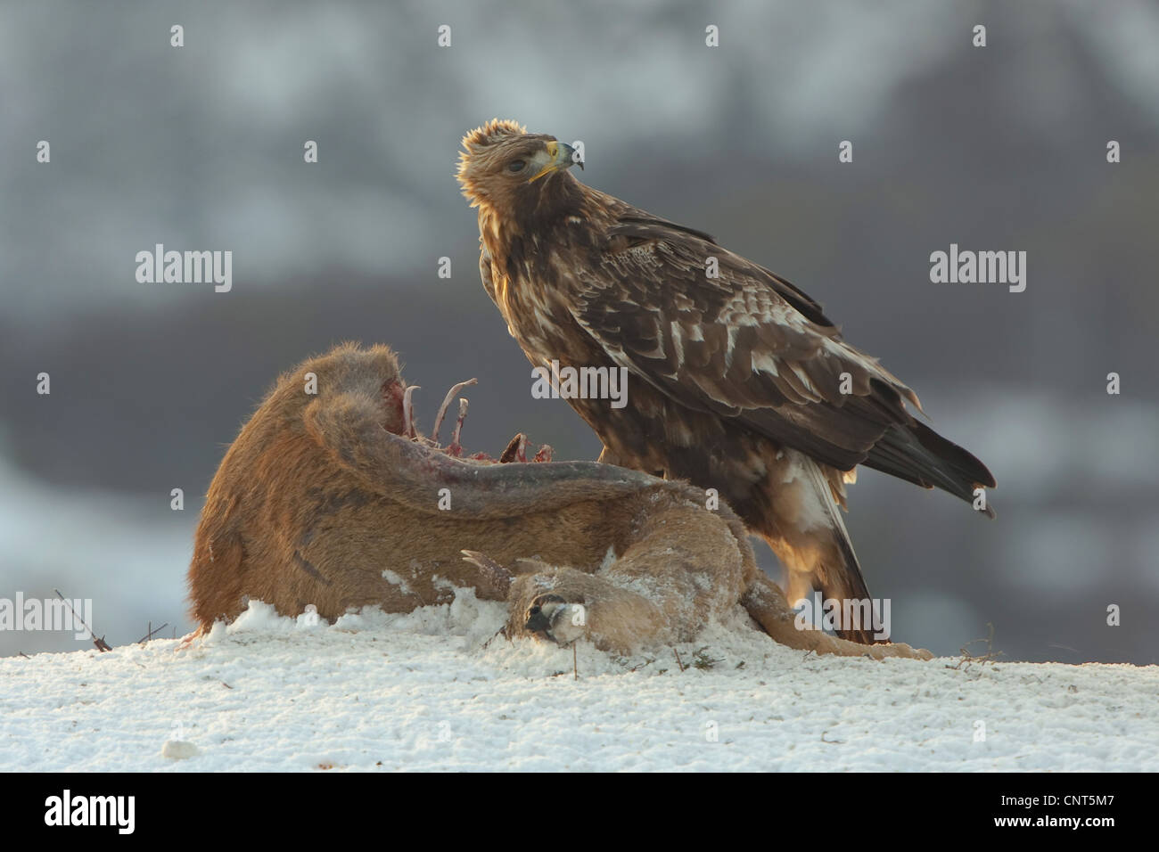 Golden Eagle Attacks Deer