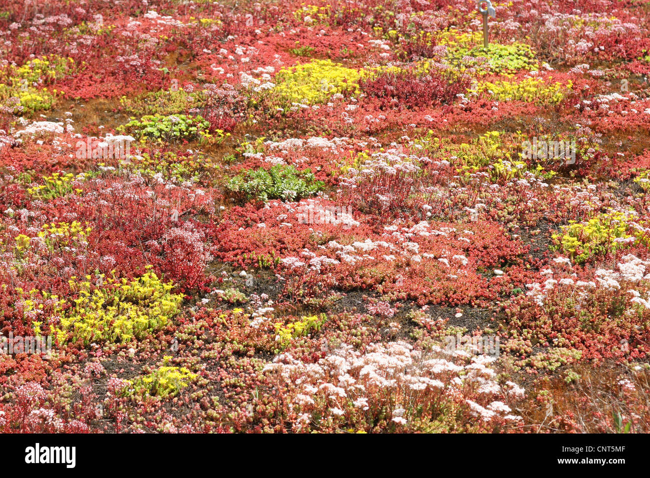 common stonecrop, biting stonecrop, mossy stonecrop, wall-pepper, gold ...