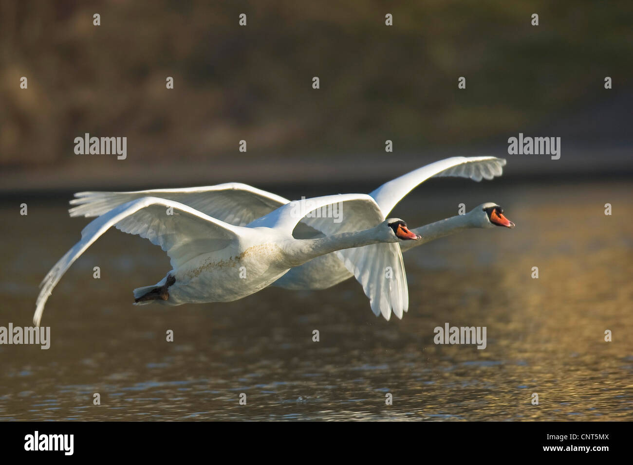 White swans flying over hi-res stock photography and images - Alamy