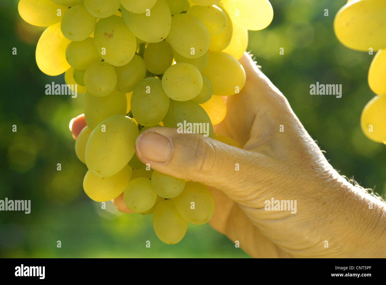 Bunch of grapes hand hi-res stock photography and images - Alamy