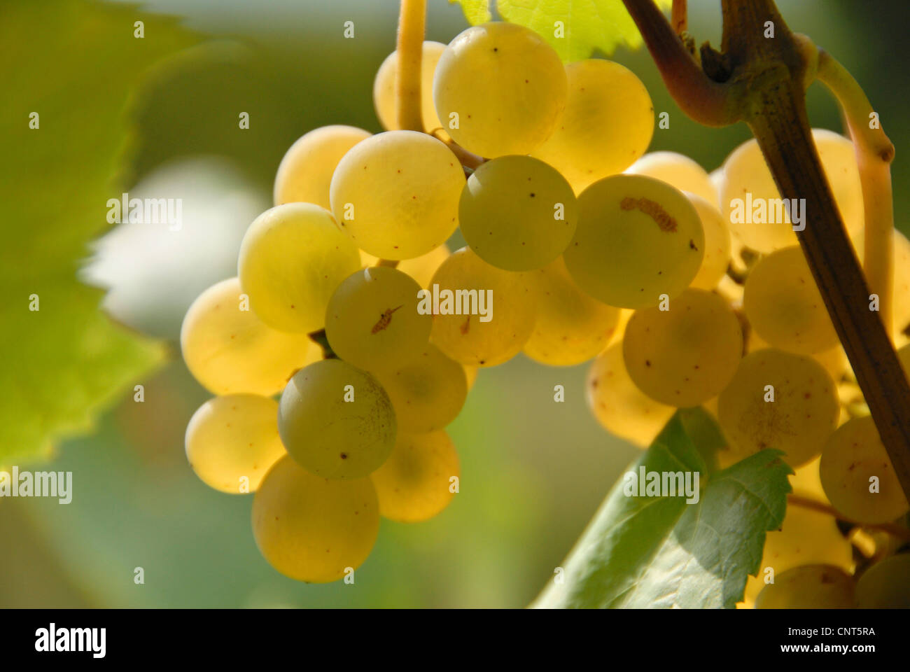 Kerner grapes hi-res stock photography and images - Alamy