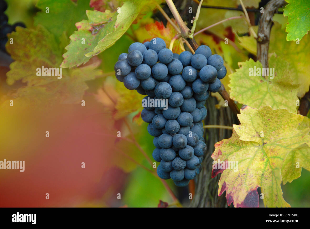 Vitis regent hi-res stock photography and images - Alamy