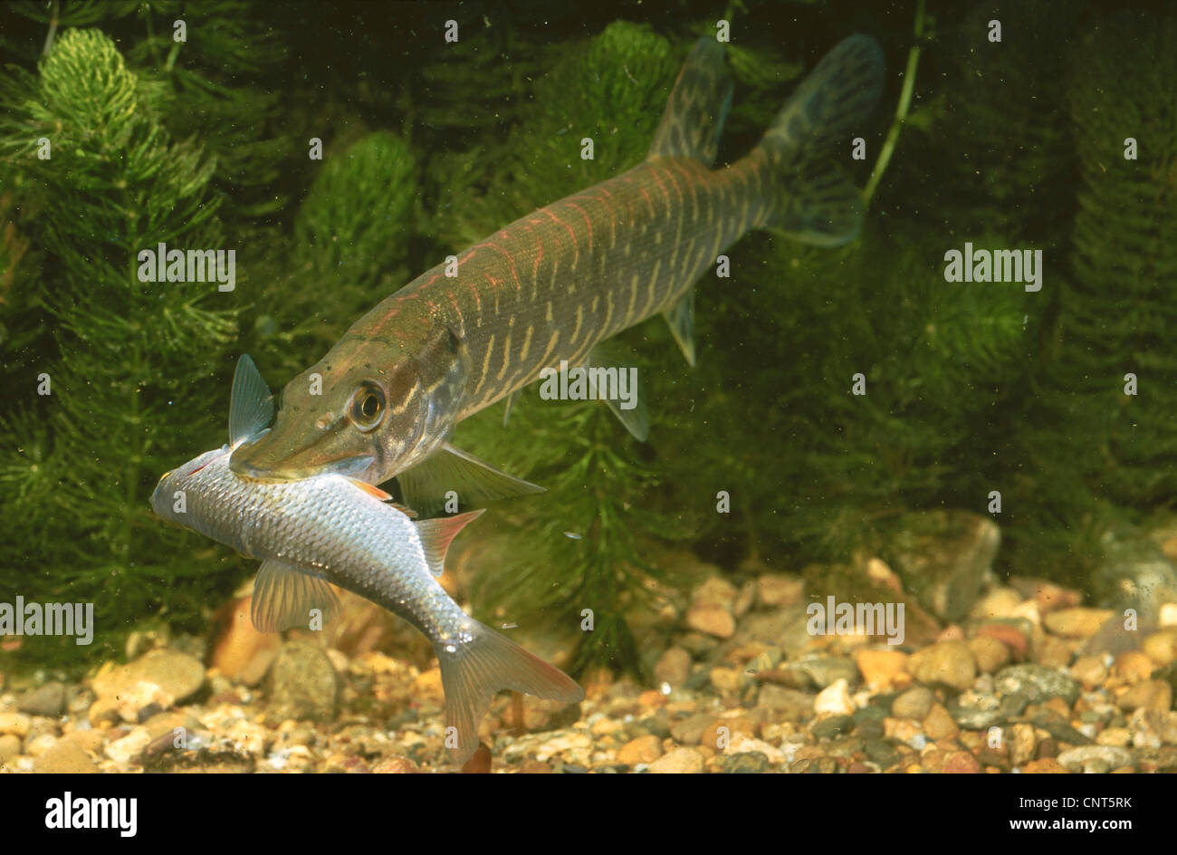 Common pike hi-res stock photography and images - Alamy