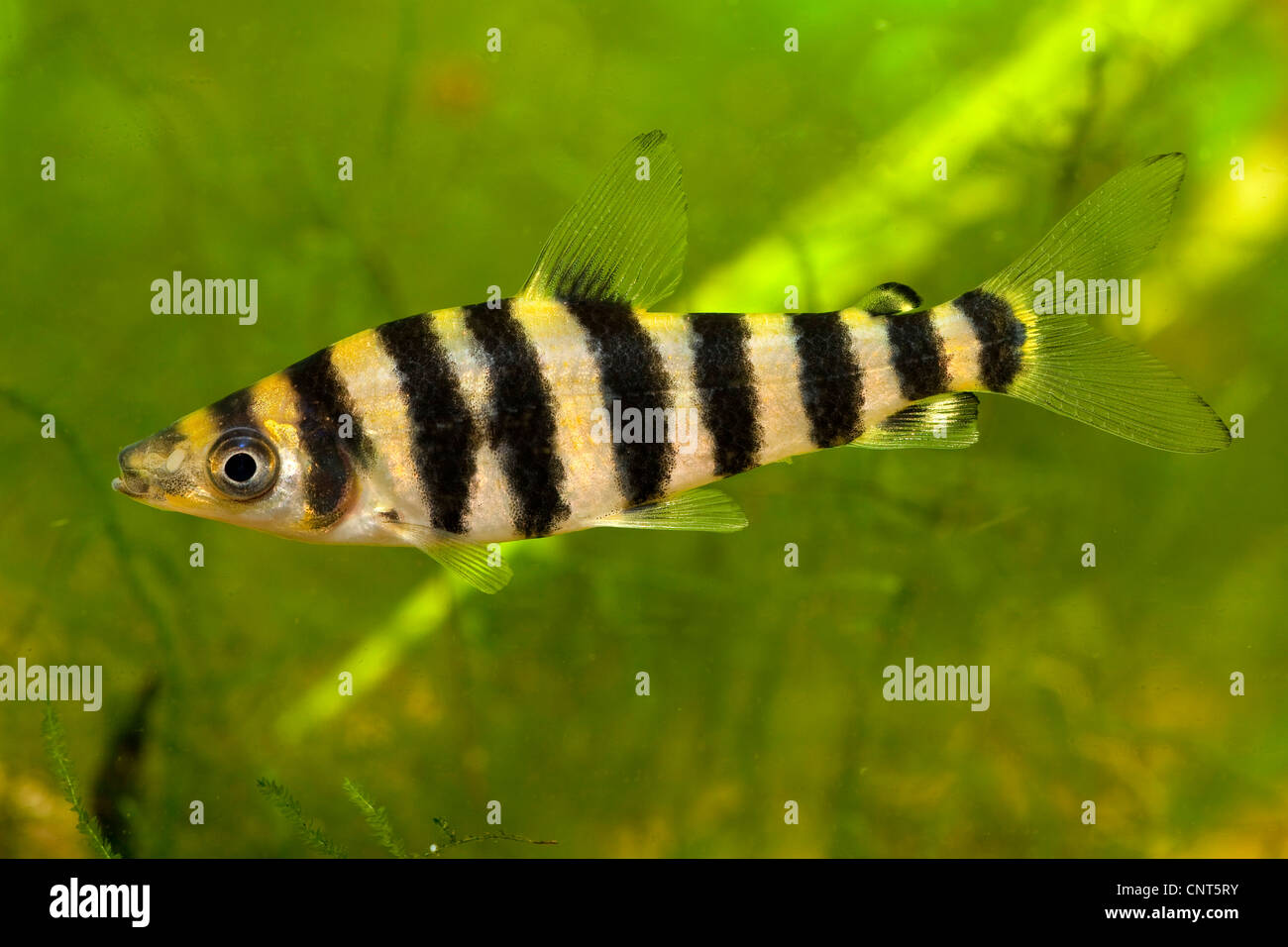 Leporinus High Resolution Stock Photography and Images - Alamy