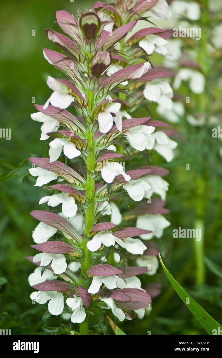 Flower of Acanthus mollis, Bears Breeches or Oyster Plant, Acanthaceae ...