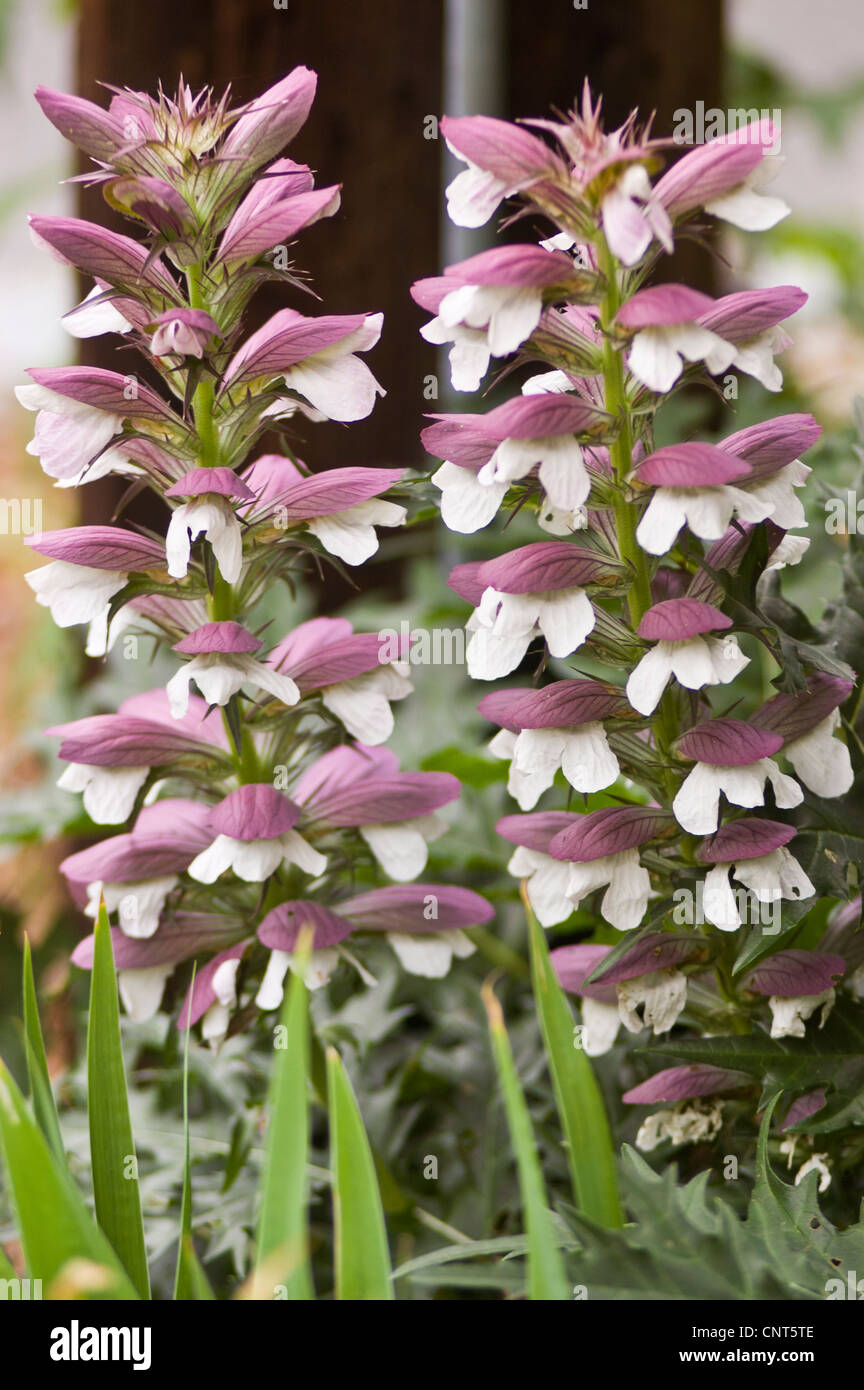 Flower of Acanthus mollis, Bears Breeches or Oyster Plant, Acanthaceae ...