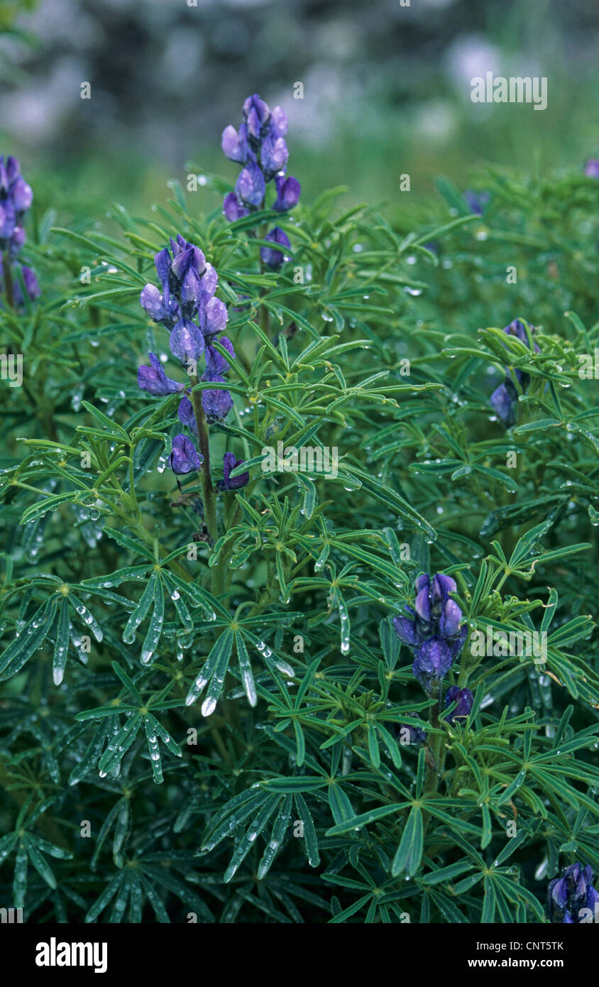 Narrow-leafed Lupin, Blue Lupin (Lupinus angustifolius), blooming after ...