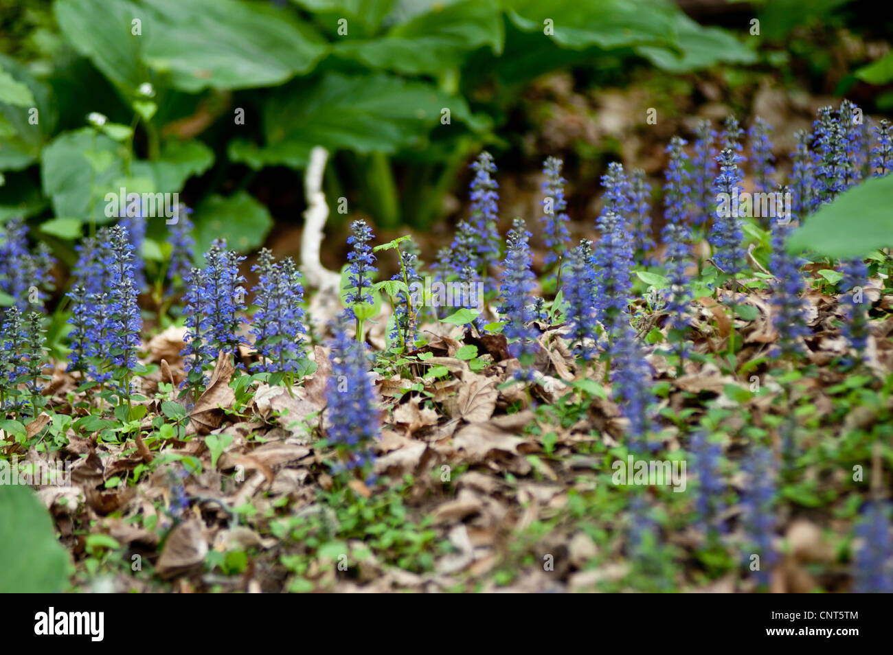 Bugle flowers hi-res stock photography and images - Alamy