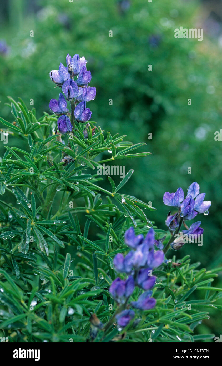 Narrow-leafed Lupin, Blue Lupin (Lupinus angustifolius), blooming after ...