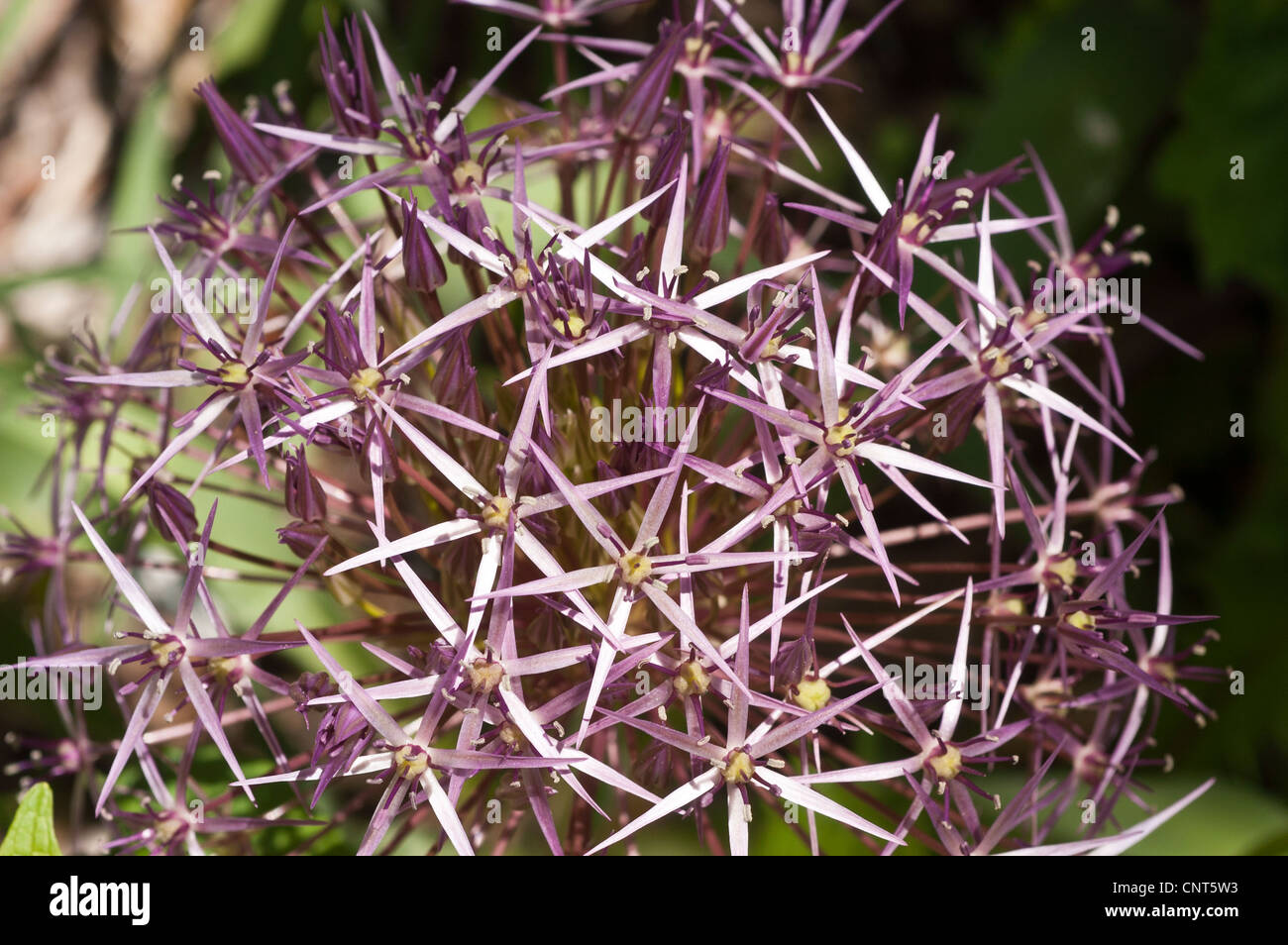 Intricate star pattern hi-res stock photography and images - Alamy
