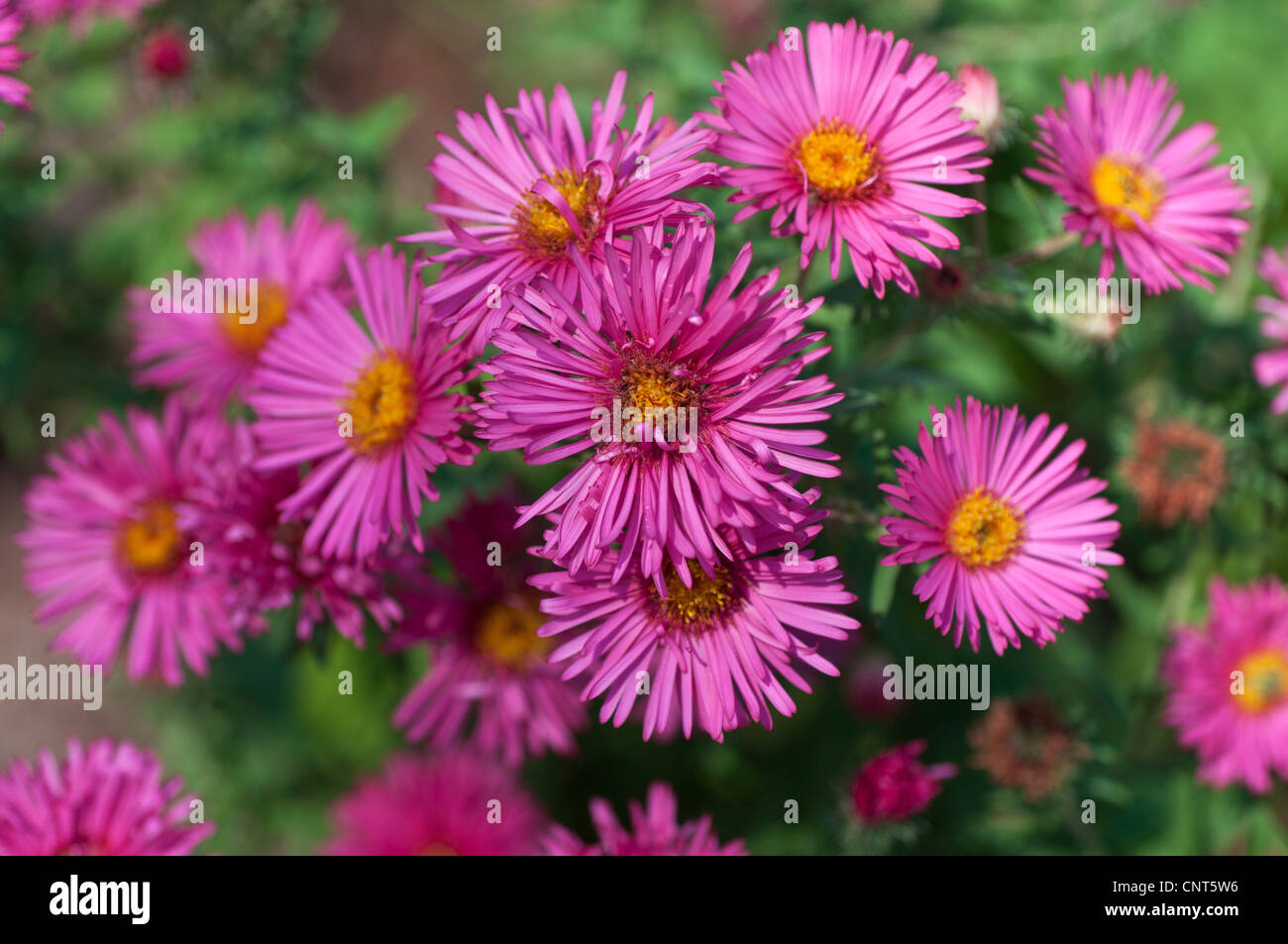 Pink Aster novae-angliae, New England Aster, Symphyotrichum novae ...