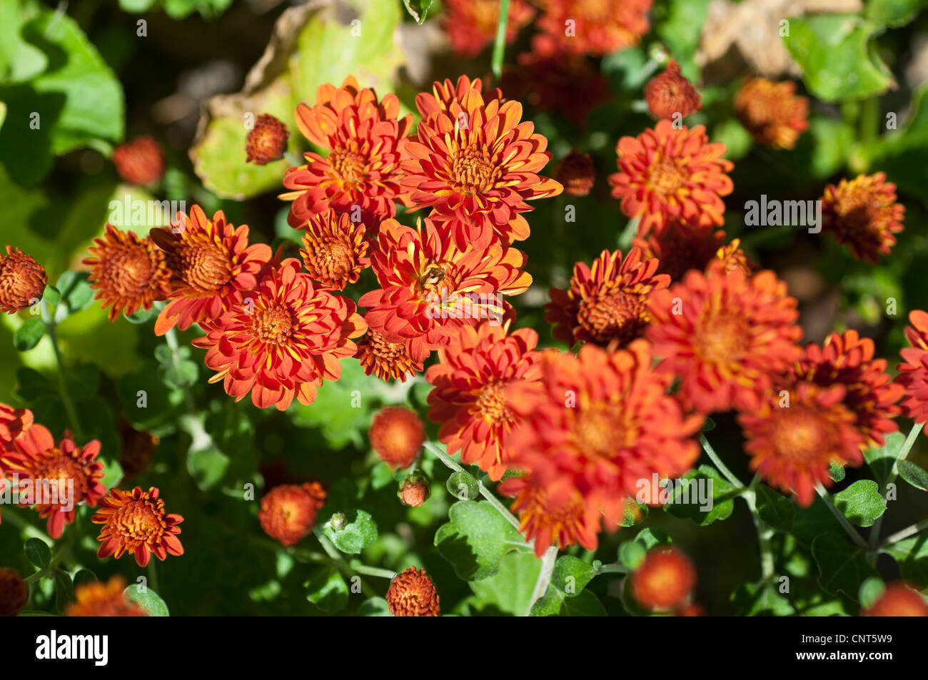 Orange fall, autumn aster flowers Stock Photo - Alamy