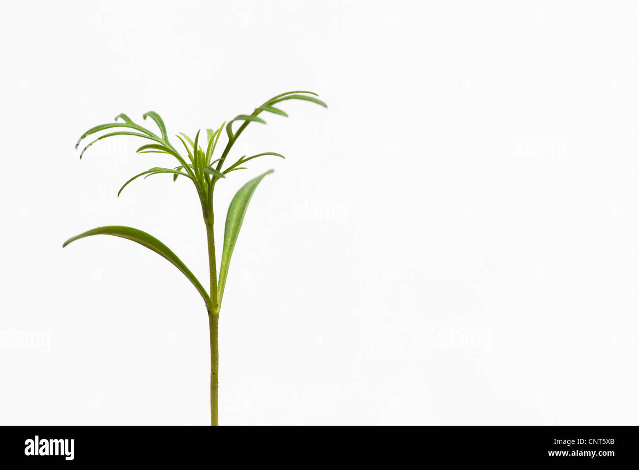 Background from green young leaves Cut Out Stock Images & Pictures - Alamy