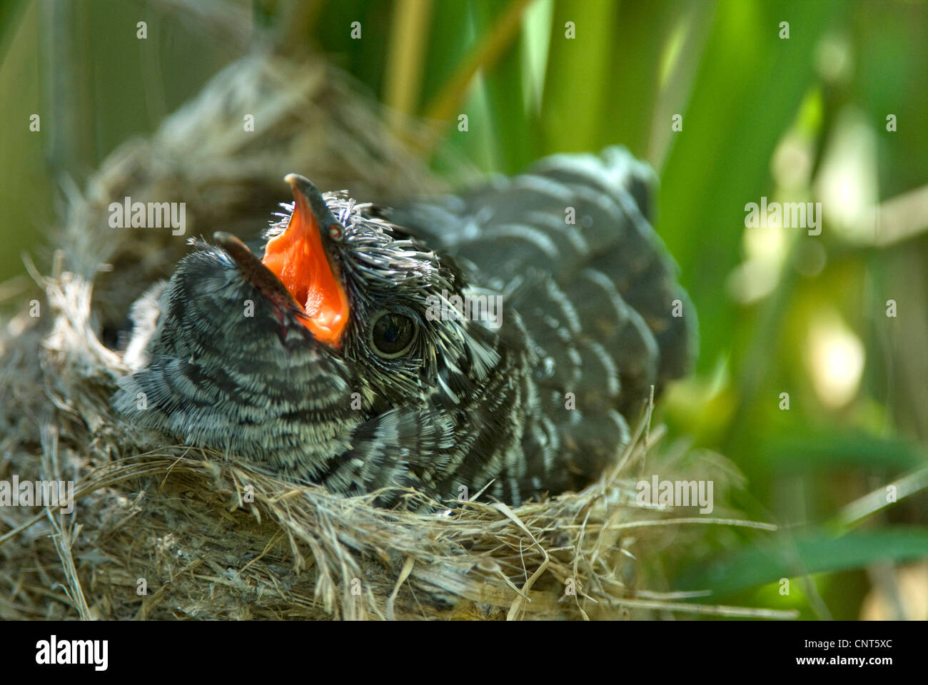 Eurasian cuckoo (Cuculus canorus), young cuckoo 2 weeks old, Germany ...