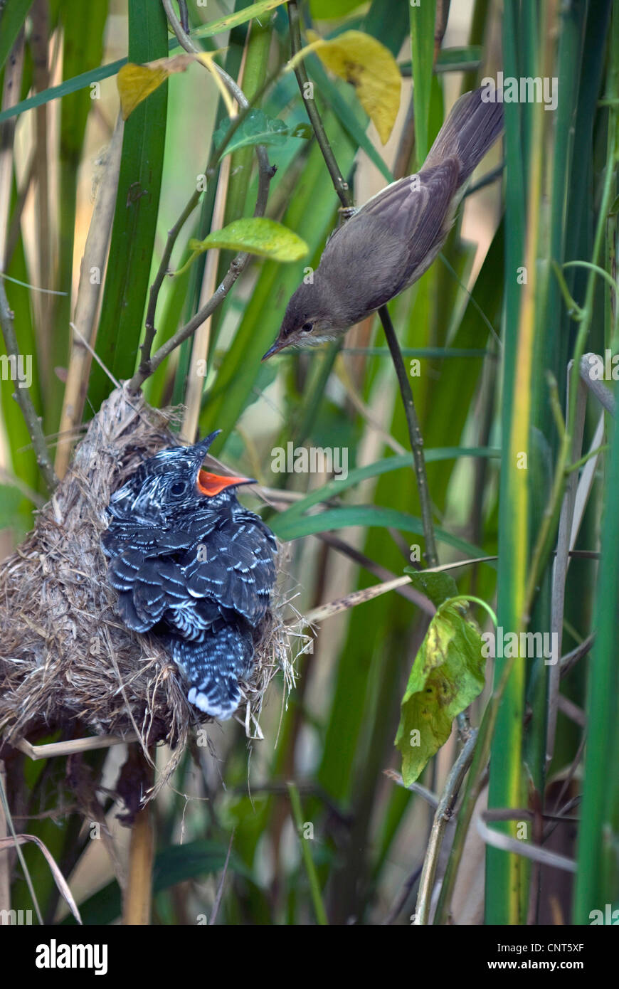Eurasian cuckoo (Cuculus canorus), Reed warbler feeding the cuckoo ...