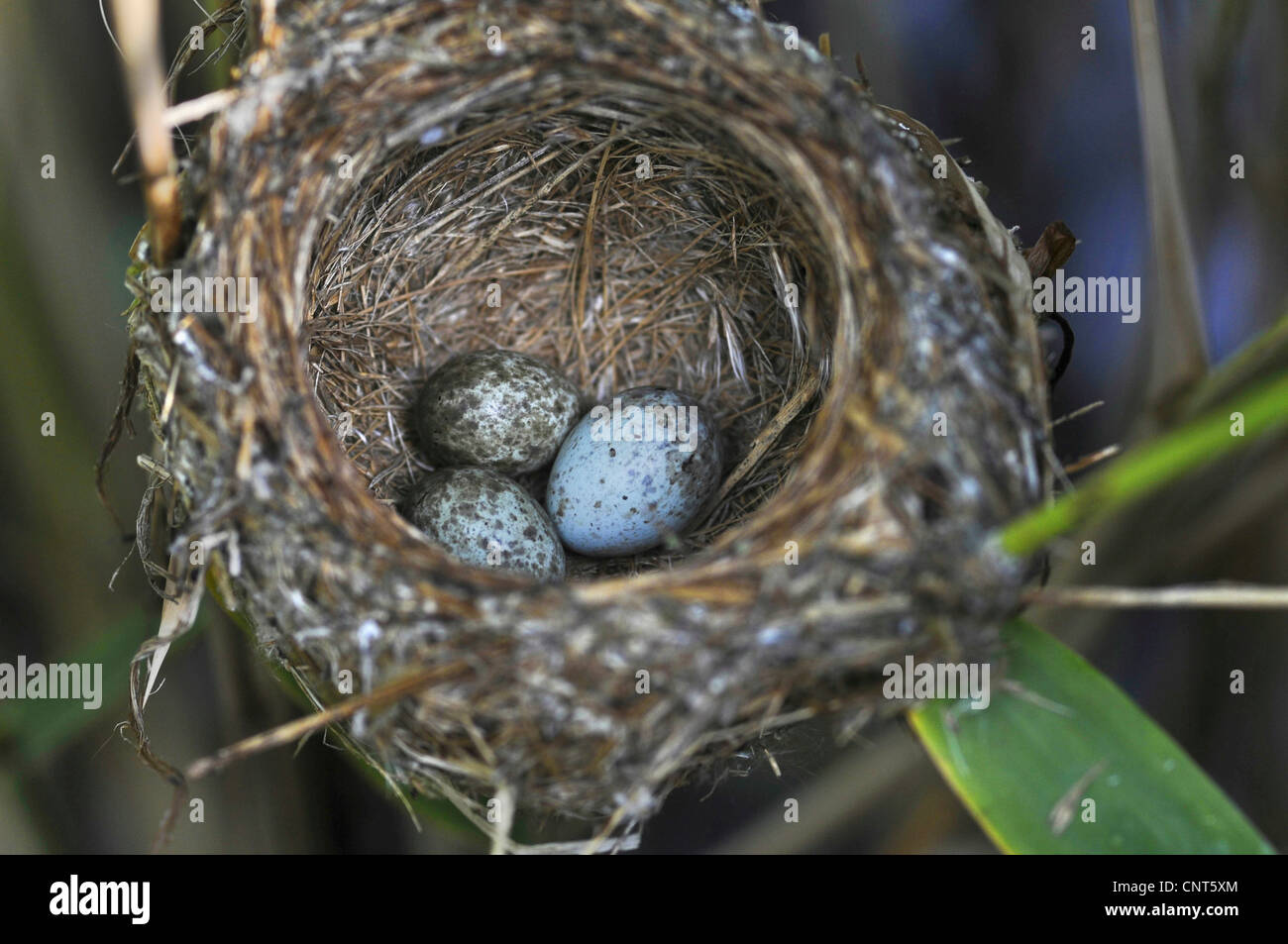 Eurasian cuckoo (Cuculus canorus), Reed warbler nest with egg of a ...