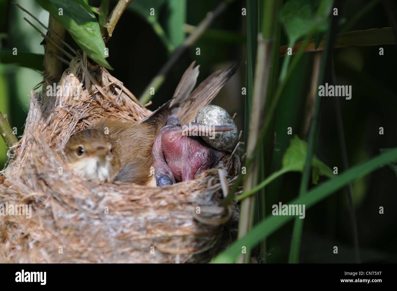 Ejecting the reed warblers egg hi-res stock photography and images - Alamy
