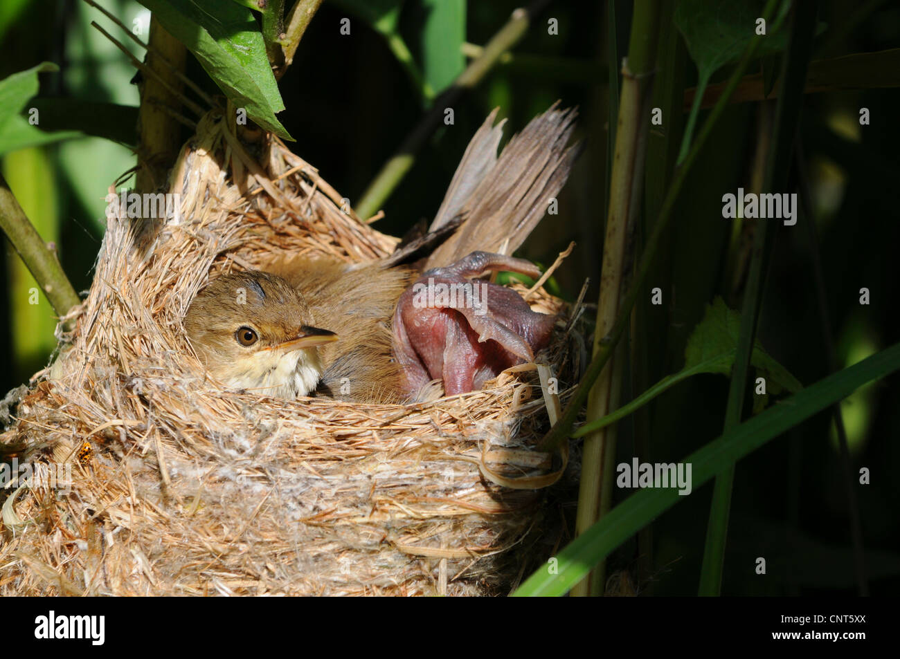 Eurasian cuckoo (Cuculus canorus), Reed warbler and young cuckoo after ...