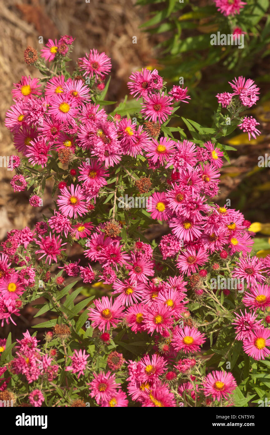 Pink Aster novae-angliae, New England Aster, Symphyotrichum novae ...