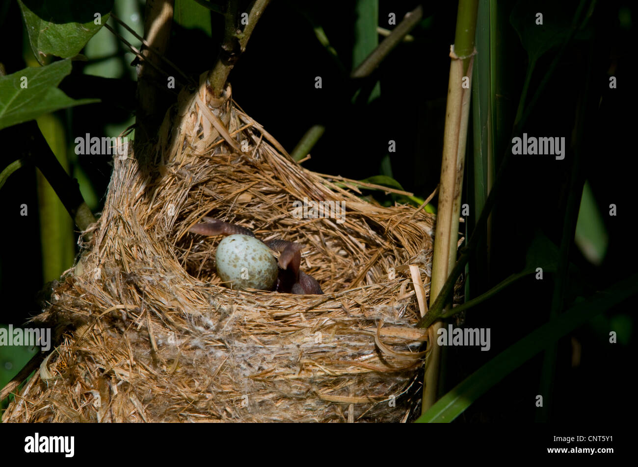 Reed warbler egg hi-res stock photography and images - Alamy
