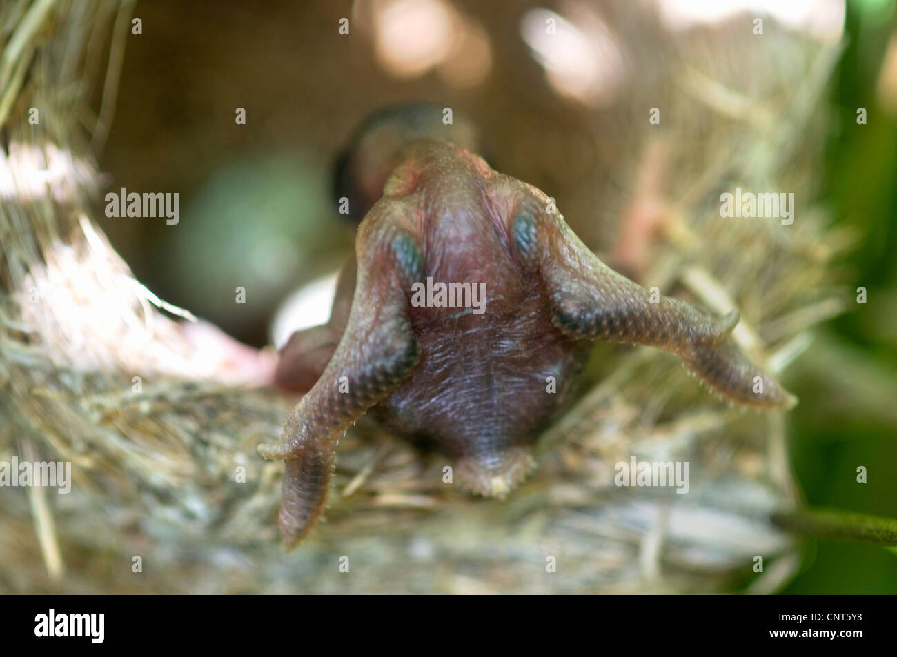 Eurasian cuckoo (Cuculus canorus), young cuckoo after ejecting an egg ...