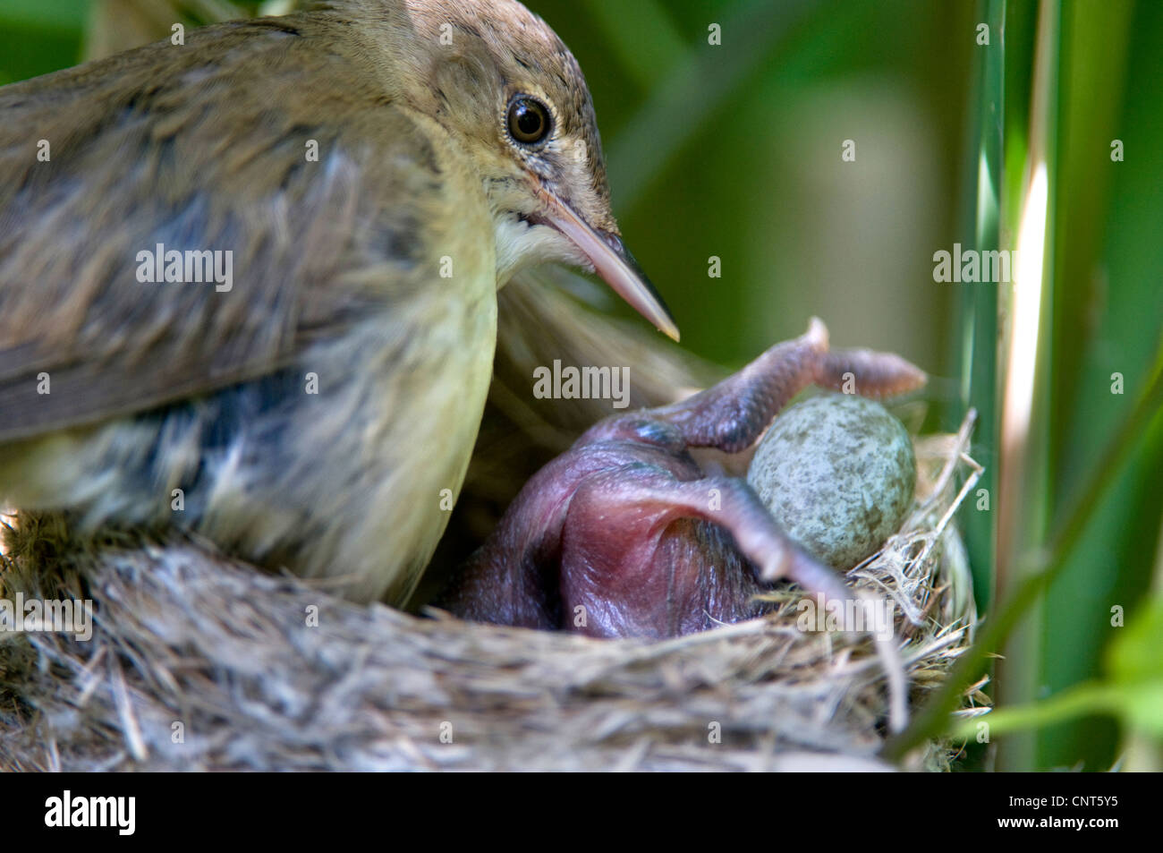 Eurasian cuckoo (Cuculus canorus), young cuckoo removing egg of Reed ...