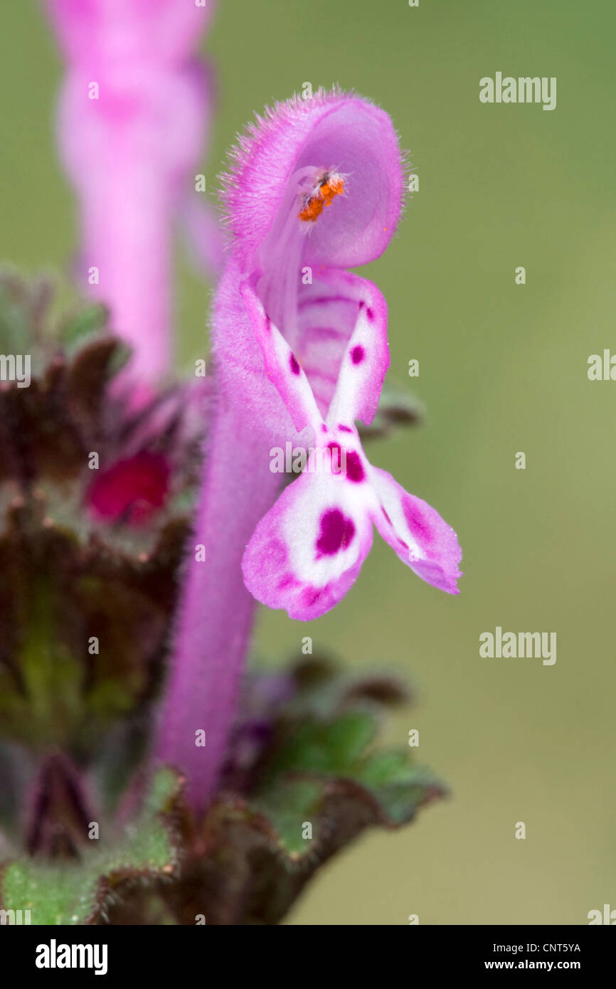 henbit dead-nettle, common deadnettle (Lamium amplexicaule), blooming ...