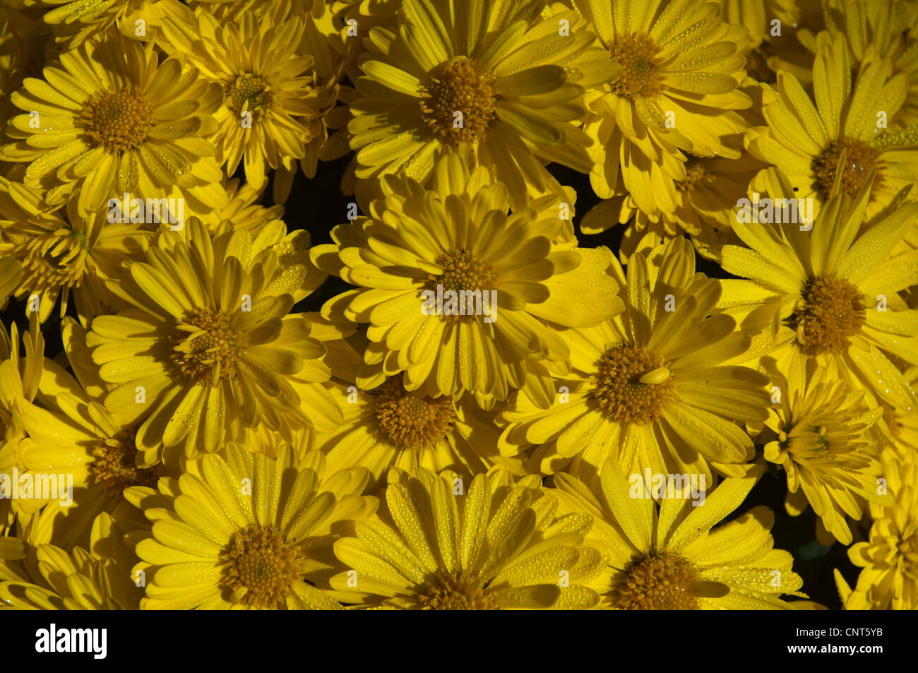 Bed of yellow ornamental daisy flower hi-res stock photography and ...