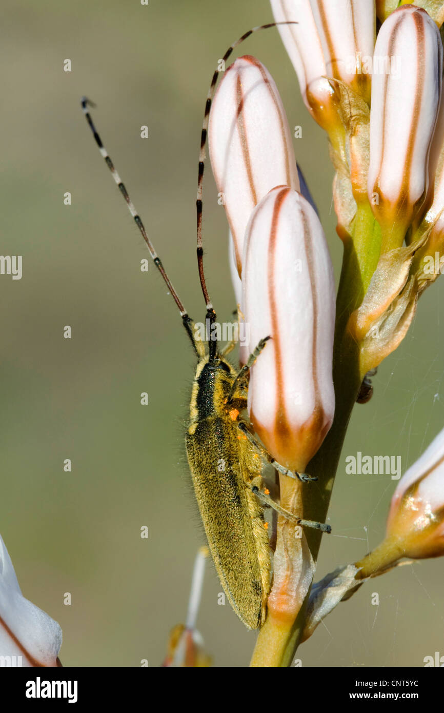 Asphodelus Microcarpus Stock Photos & Asphodelus Microcarpus Stock ...