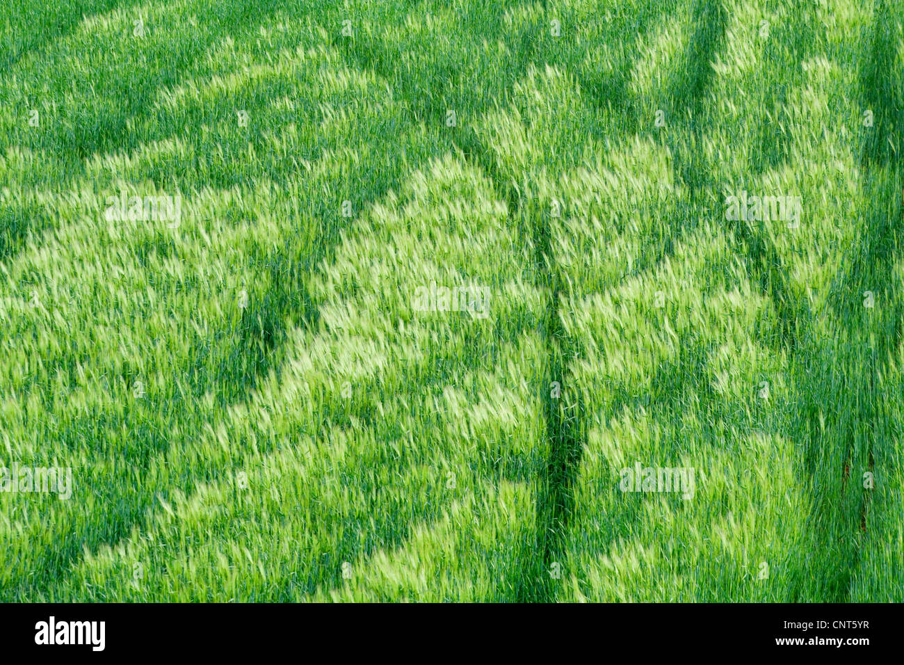 Tractor marks on a grain field hi-res stock photography and images - Alamy