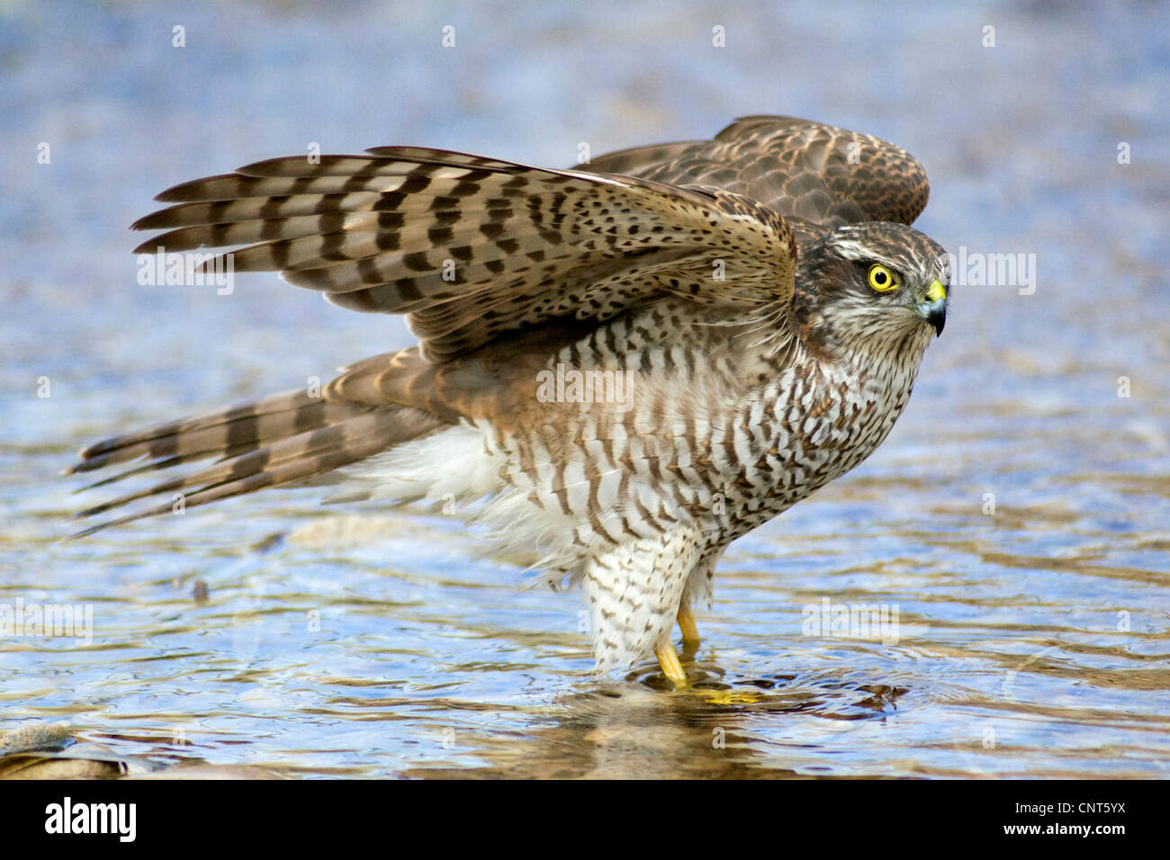 Sparrow hawk young hi-res stock photography and images - Alamy
