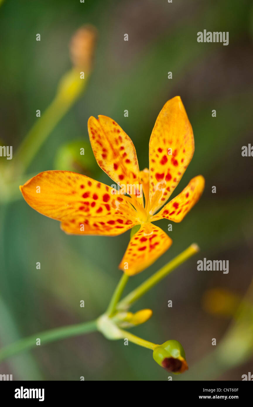 Orange ornamental flower of Iris domestica, blackberry lily, leopard ...