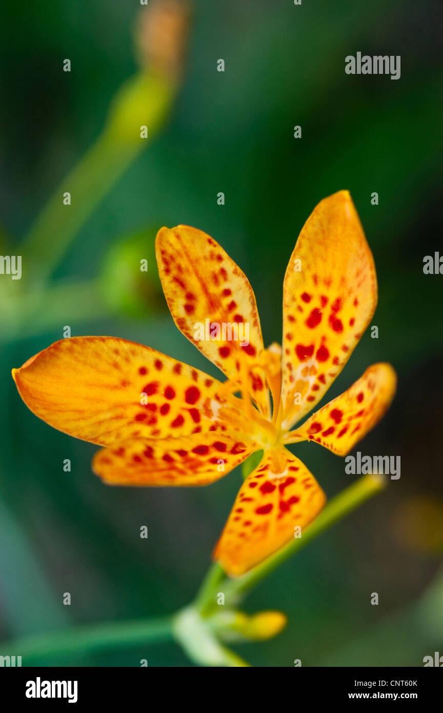Orange ornamental flower of Iris domestica, blackberry lily, leopard ...