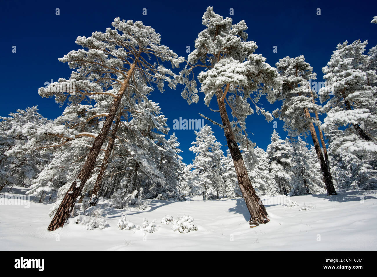 Gudar High Resolution Stock Photography and Images - Alamy
