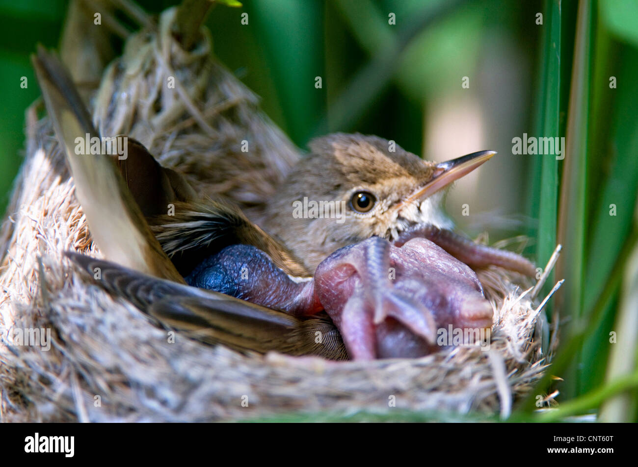 Eurasian cuckoo (Cuculus canorus), Reed warbler warming young cuckoo ...