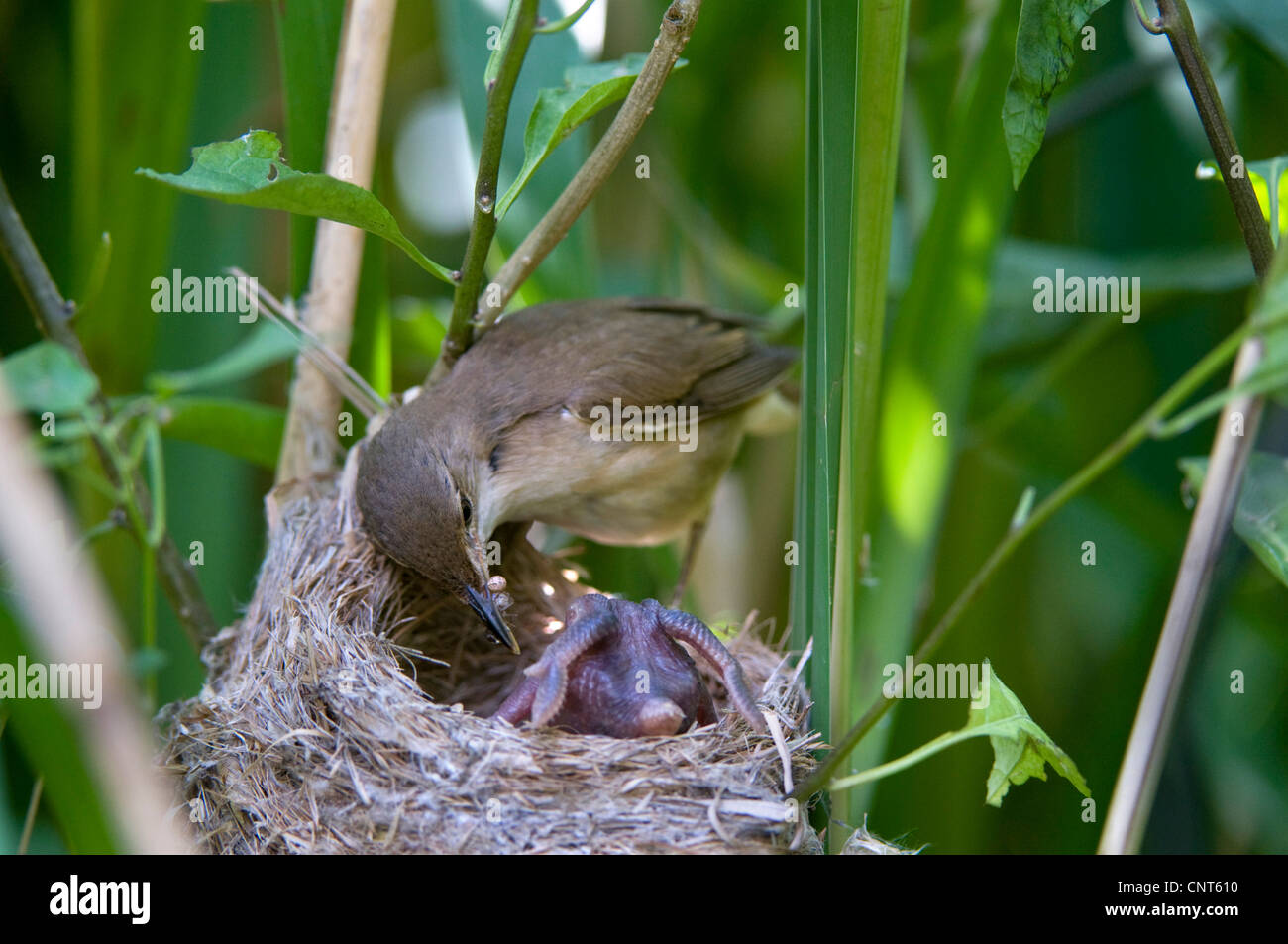 Eurasian cuckoo (Cuculus canorus), Reed warbler feeding young cuckoo ...