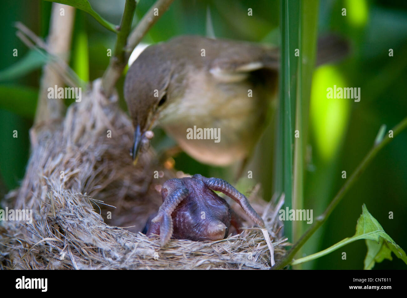 Eurasian cuckoo (Cuculus canorus), Reed warbler feeding young cuckoo ...