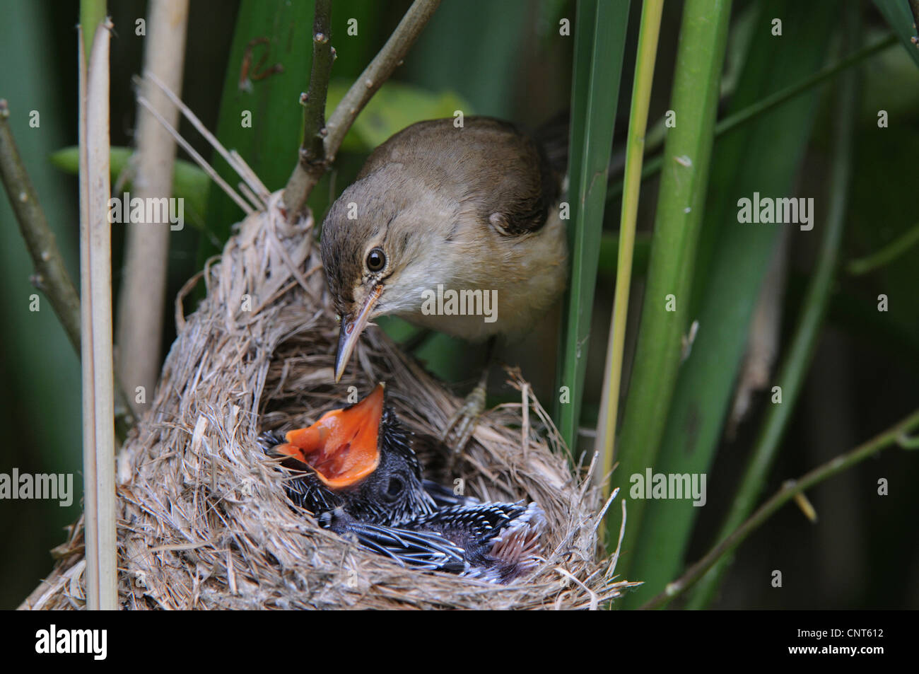 Eurasian cuckoo (Cuculus canorus), Reed warbler feeding young cuckoo ...