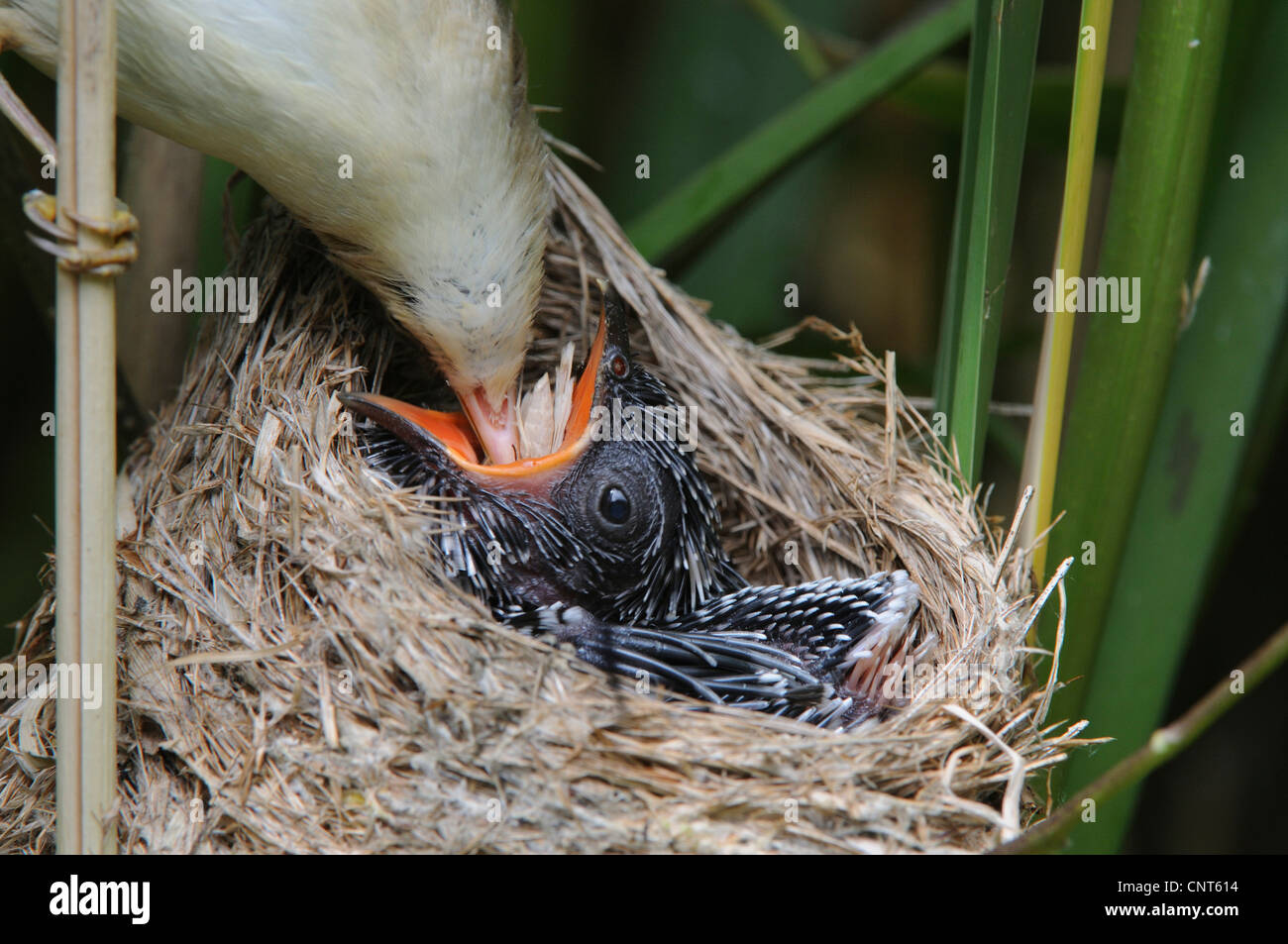 Eurasian cuckoo (Cuculus canorus), Reed warbler feeding young cuckoo ...