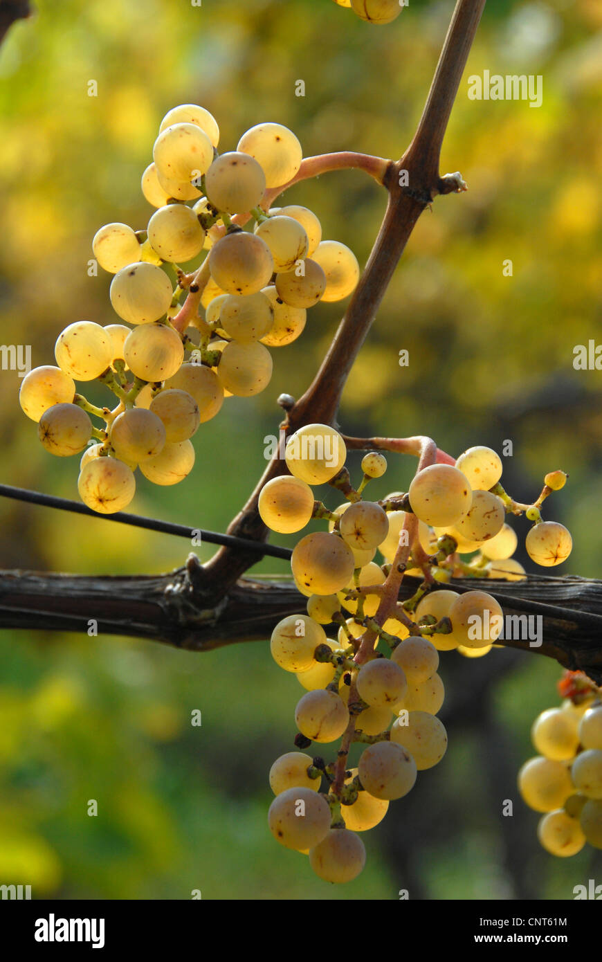 Mature vines hi-res stock photography and images - Alamy