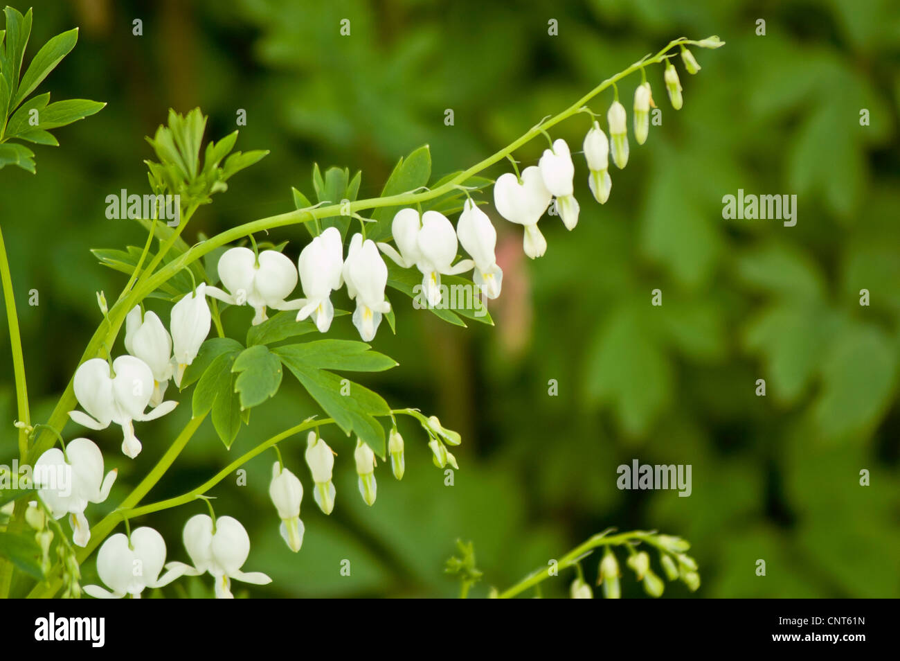 White flowers of Dicentra spectabilis Alba, Fumariaceae, old-fashioned ...