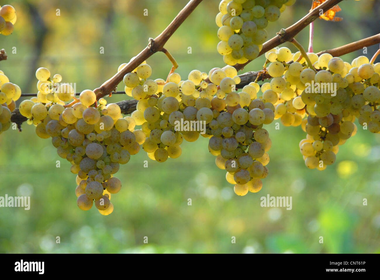 Sort riesling hi-res stock photography and images - Alamy