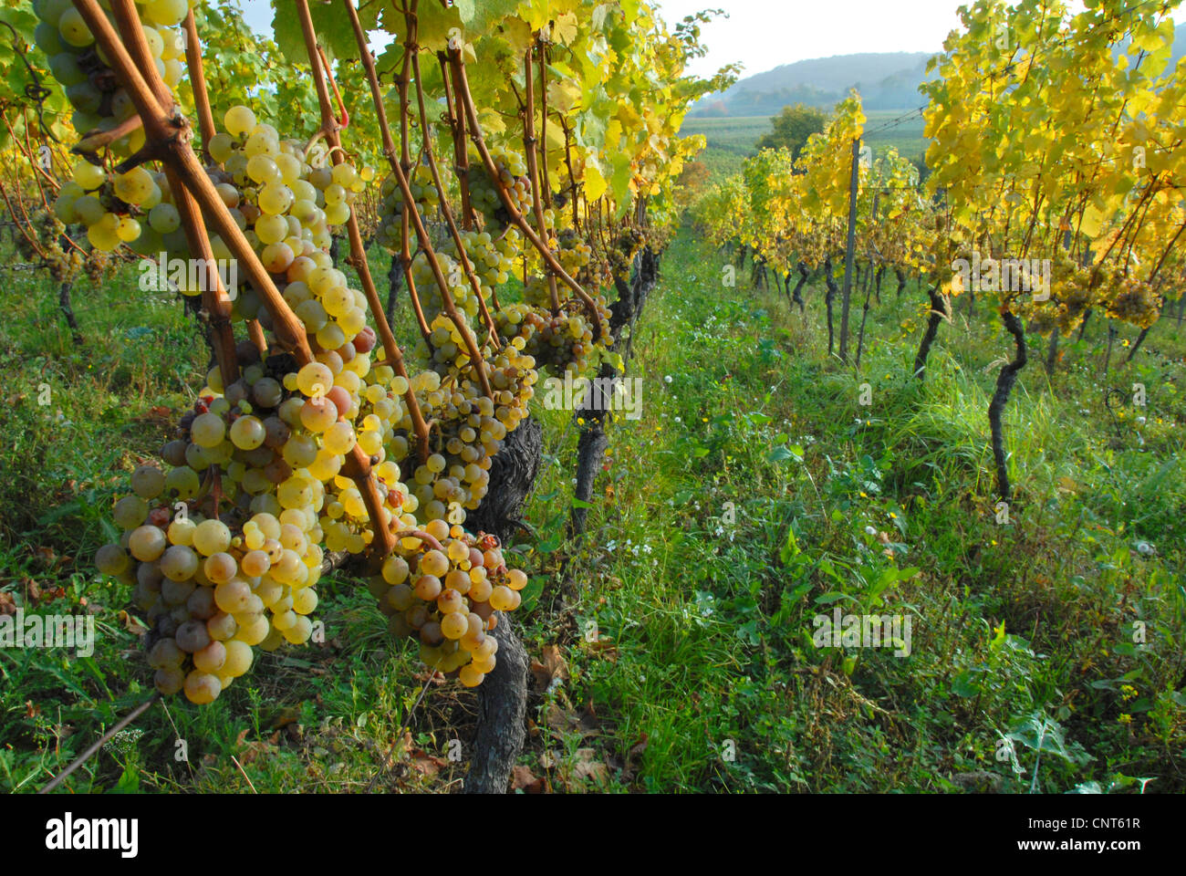 Sort riesling hi-res stock photography and images - Alamy