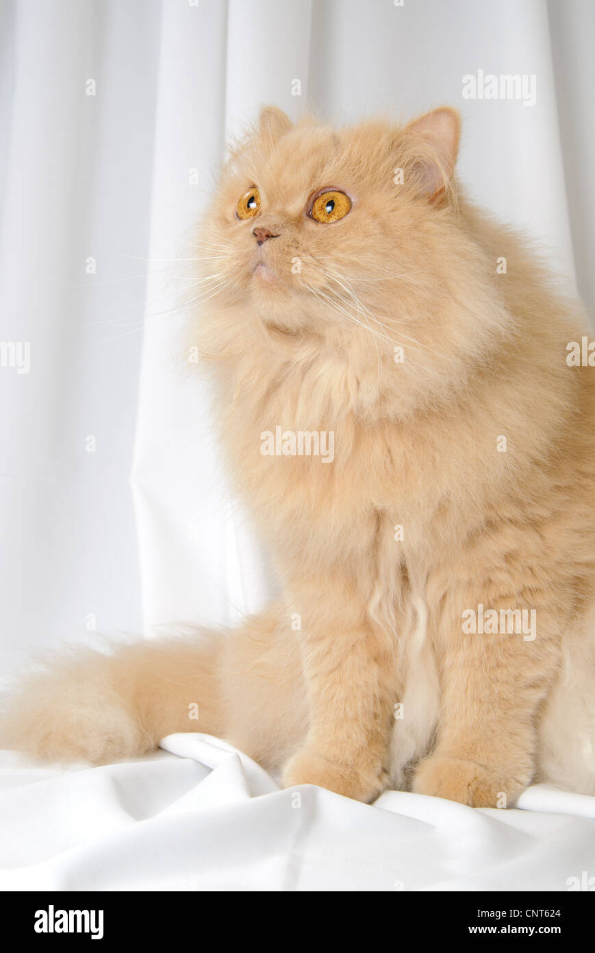 Persian cat portrait Stock Photo - Alamy