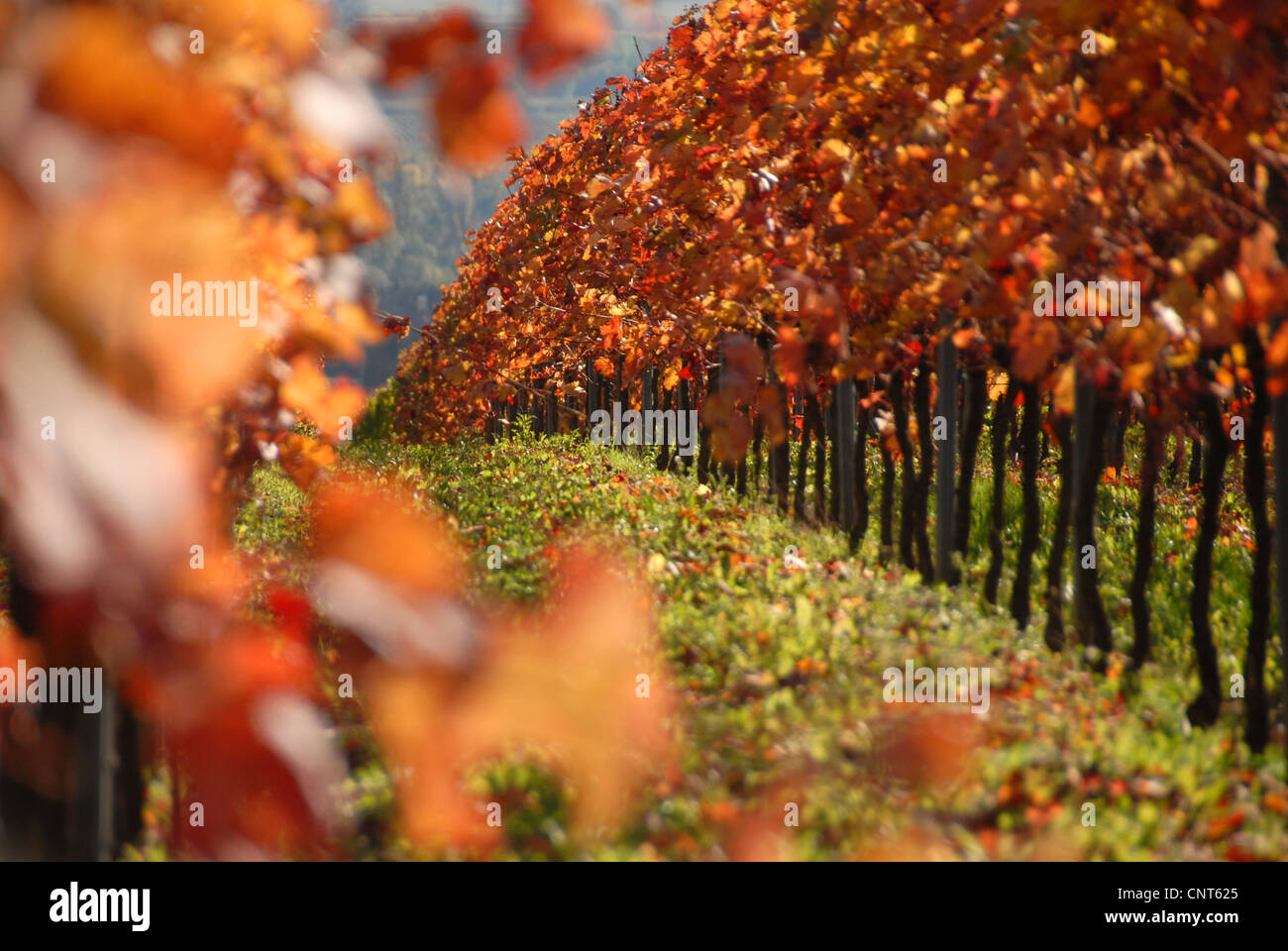 grape (Vitis spec.), grapevines in autumn colouration in a vineyard ...