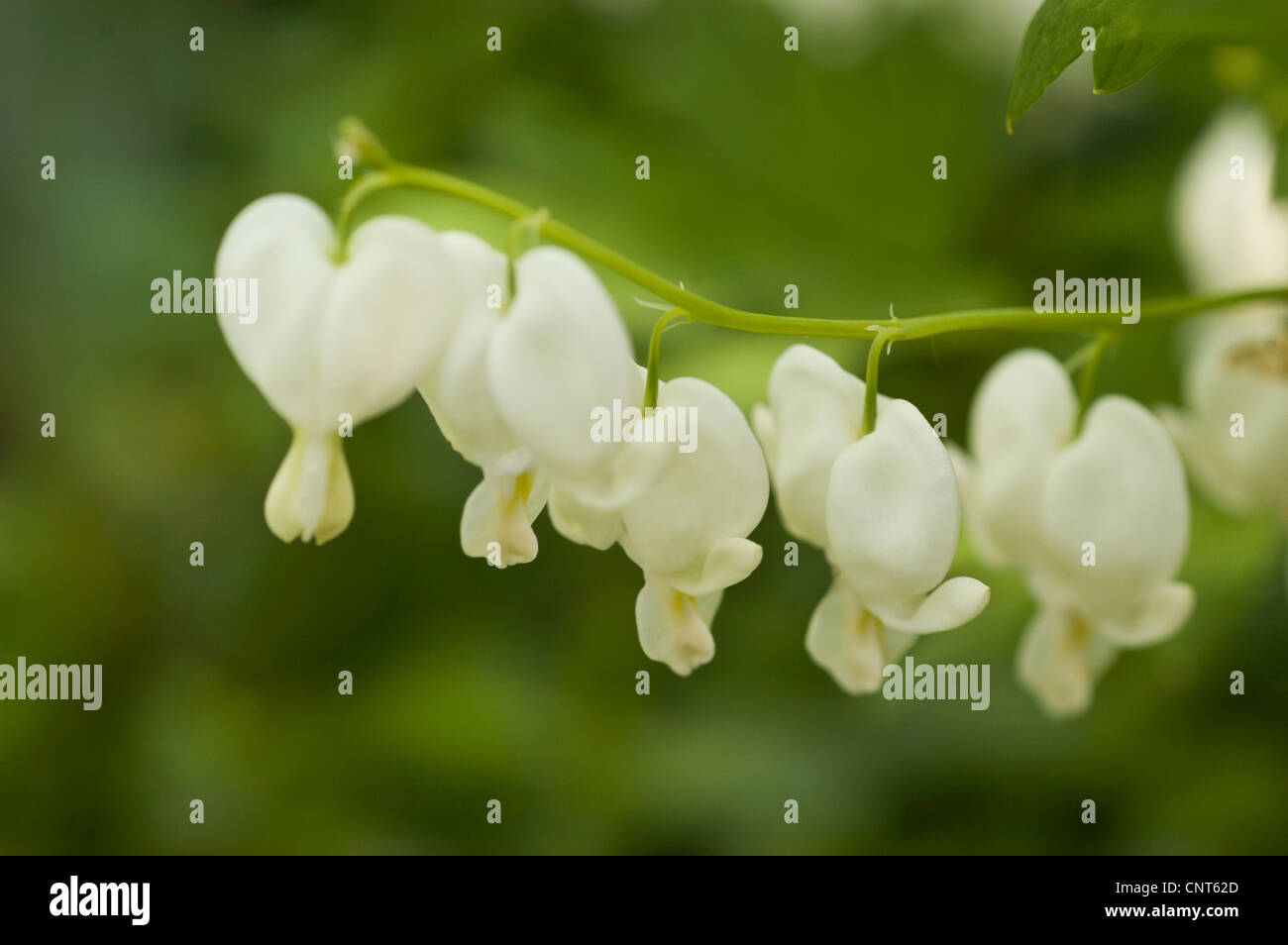 White flowers of Dicentra spectabilis Alba, Fumariaceae, old-fashioned ...