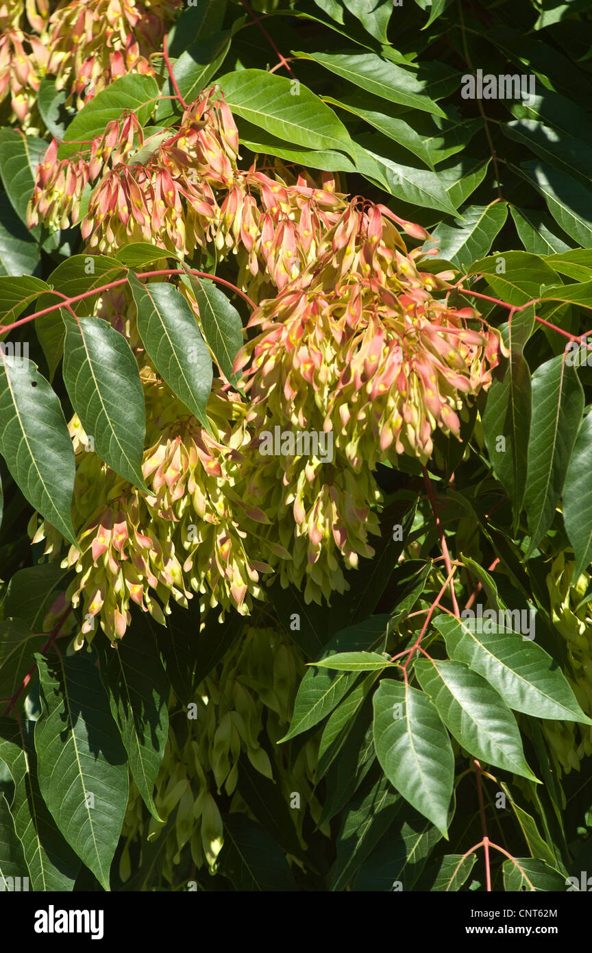 Foliage and fruits of Tree of Heaven, Ailanthus altissima ...