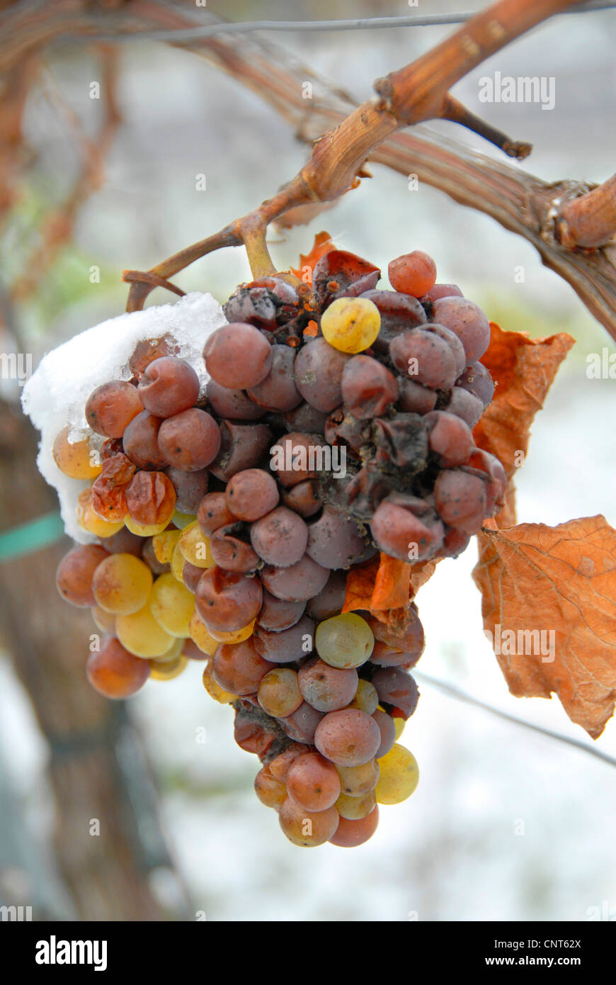 Grapes for ice wine hi-res stock photography and images - Alamy