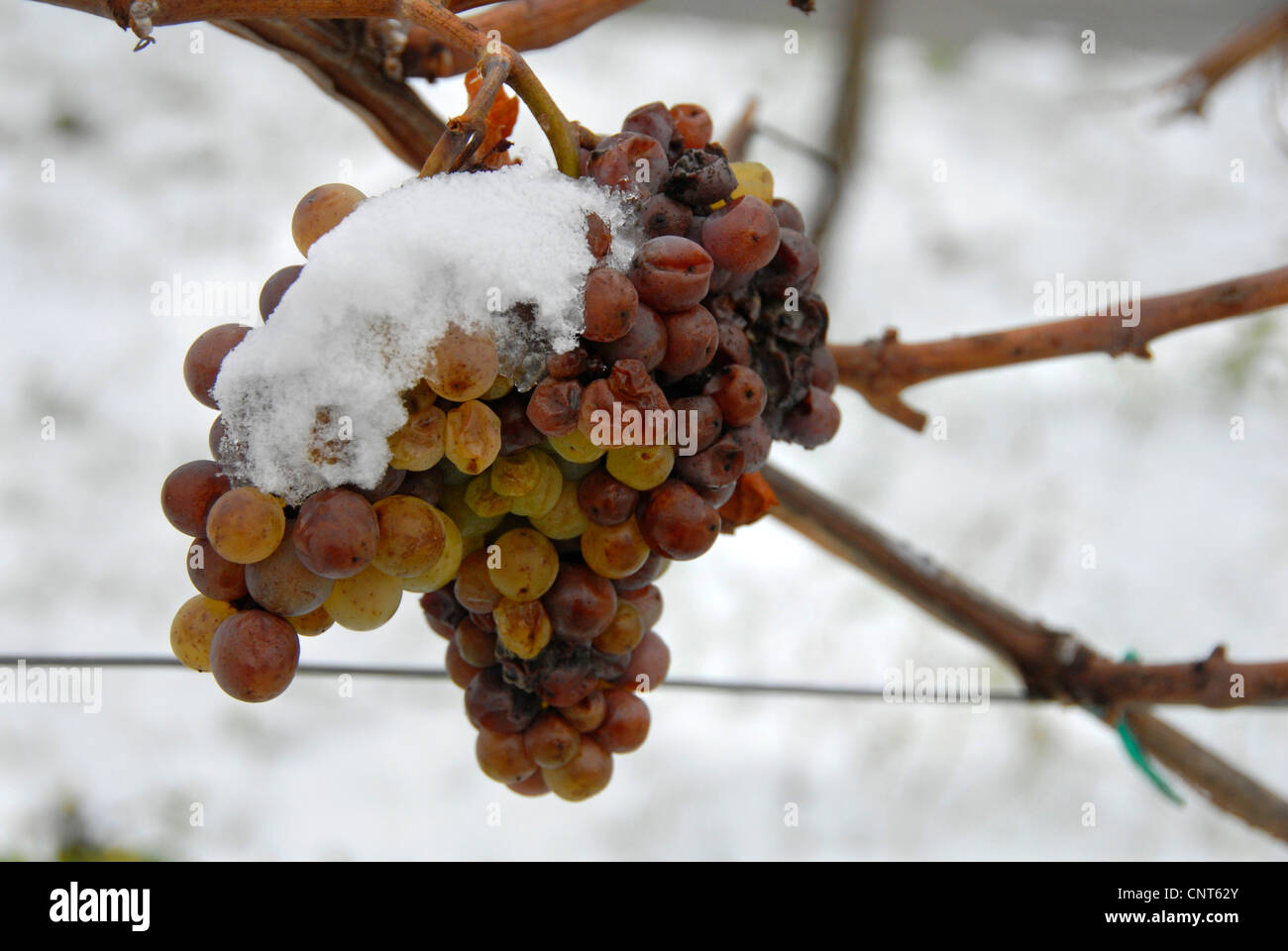 Spec of snow hi-res stock photography and images - Alamy